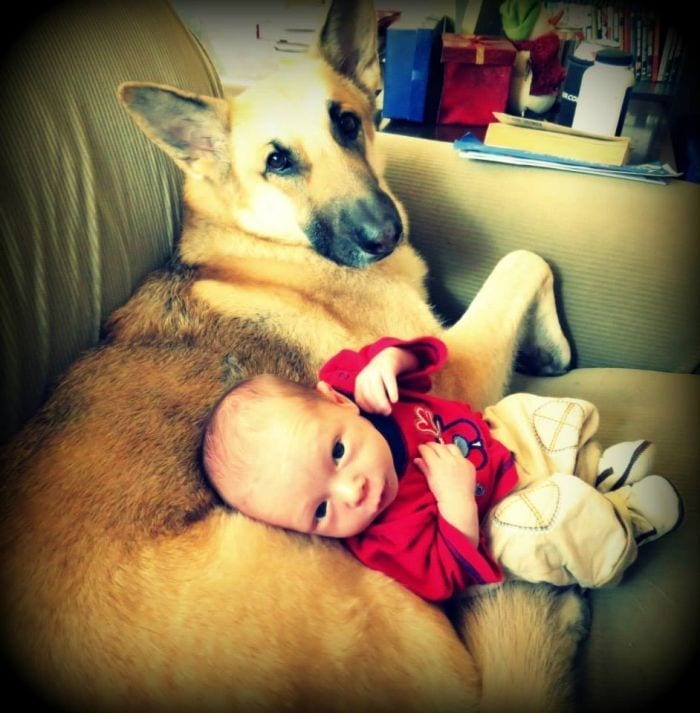 30 imagenes de bebés con perros que muestran verdadera amistad