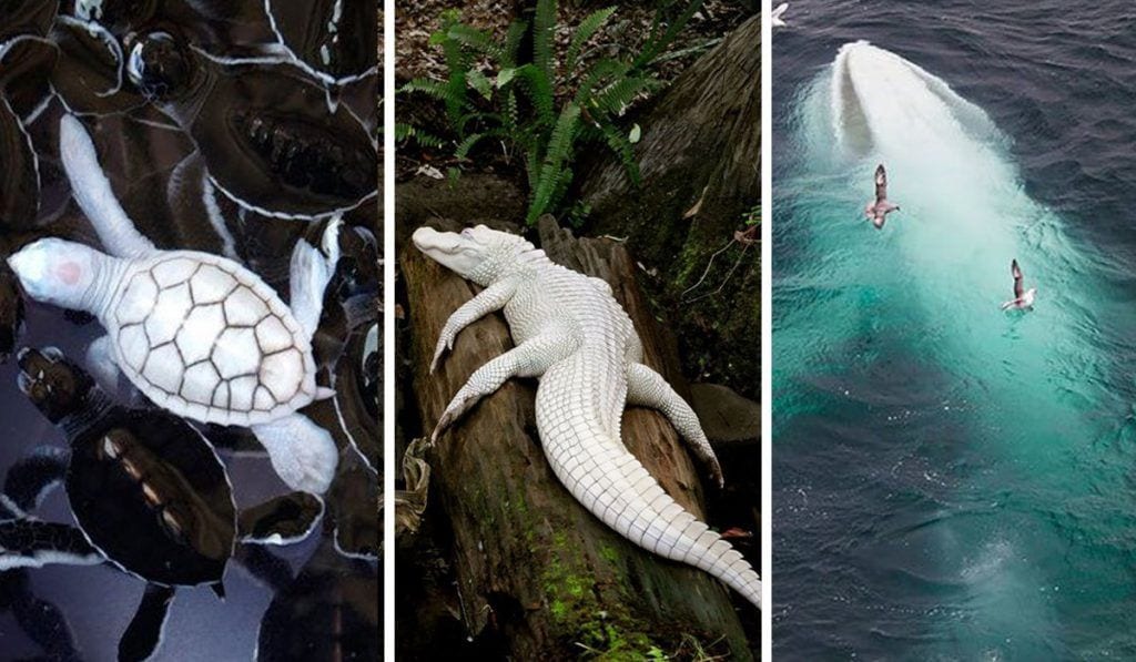 32 fotografías de animales albinos que te dejarán sin habla