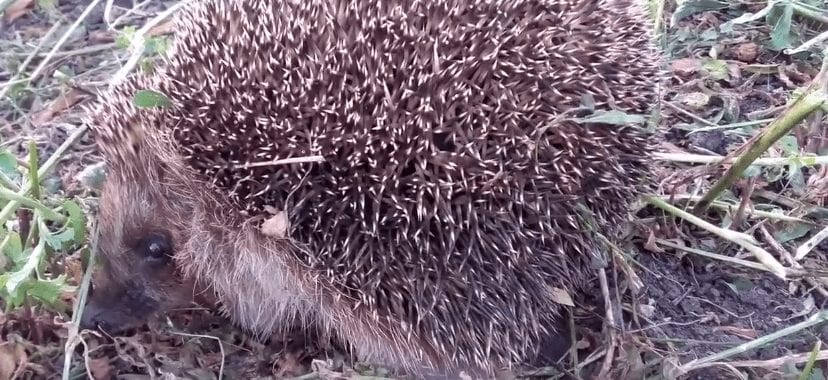 Â¿Cómo son las crías de erizo? Míralas en vídeo y disfruta de su belleza