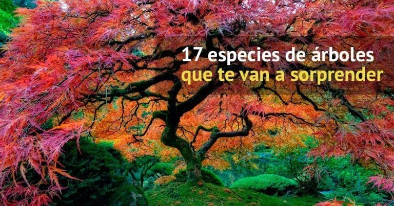 17 especies de árboles que te van a sorprender - Blog animalista