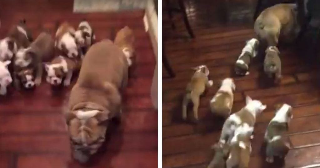 Los 9 cachorros siguen al papá a todas partes hasta que a él se le ...